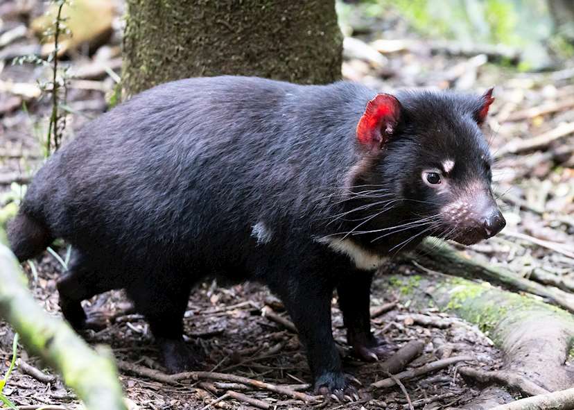Top 10 Australian animals | Audley Travel UK