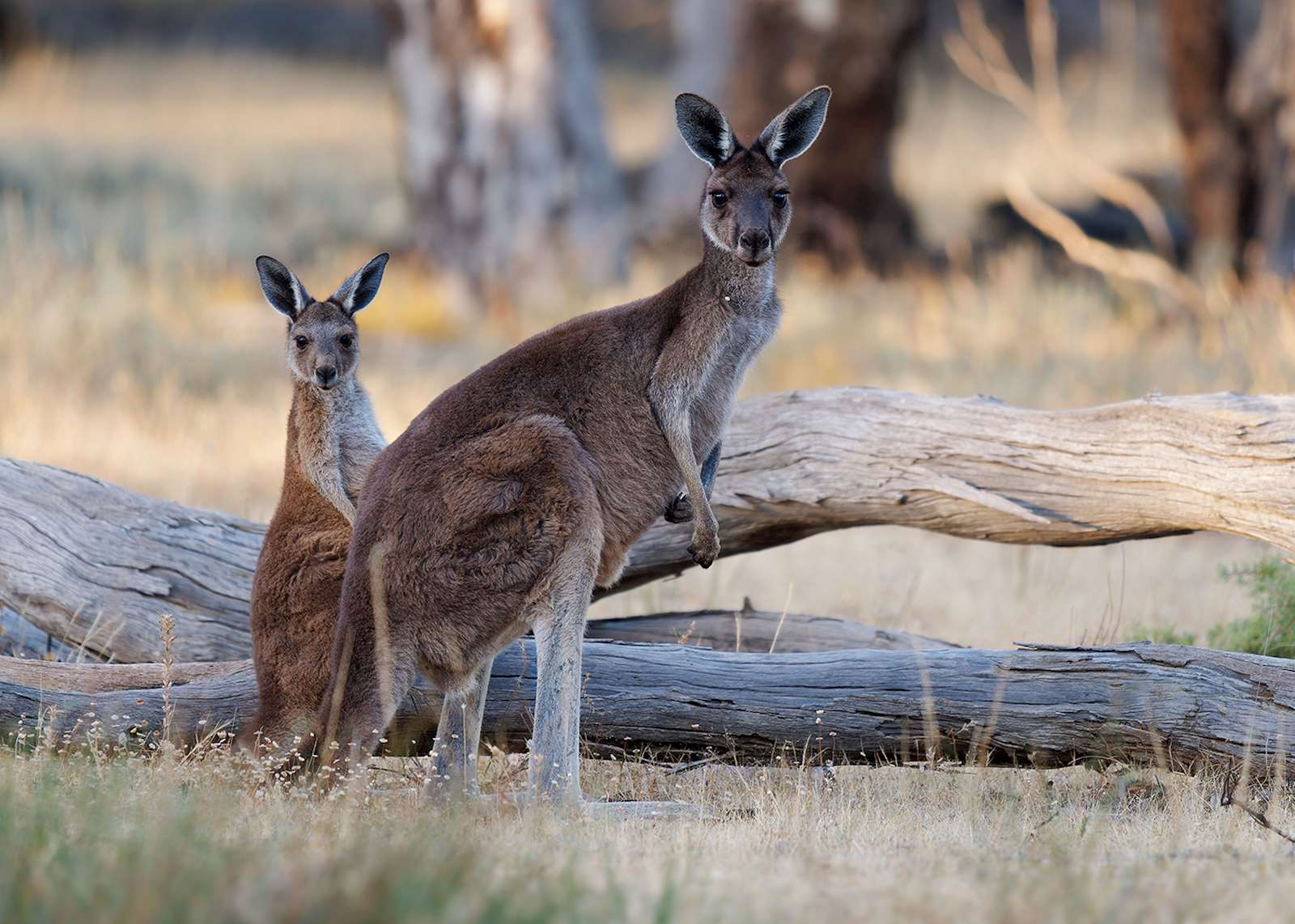 Top 10 Australian animals | Audley Travel US