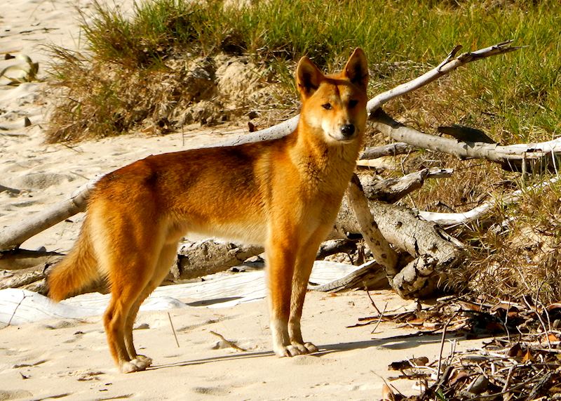 Top 10 Australian animals | Audley Travel US