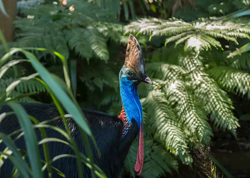 Wildlife In Oz Inspiring Animals In Australian Nature