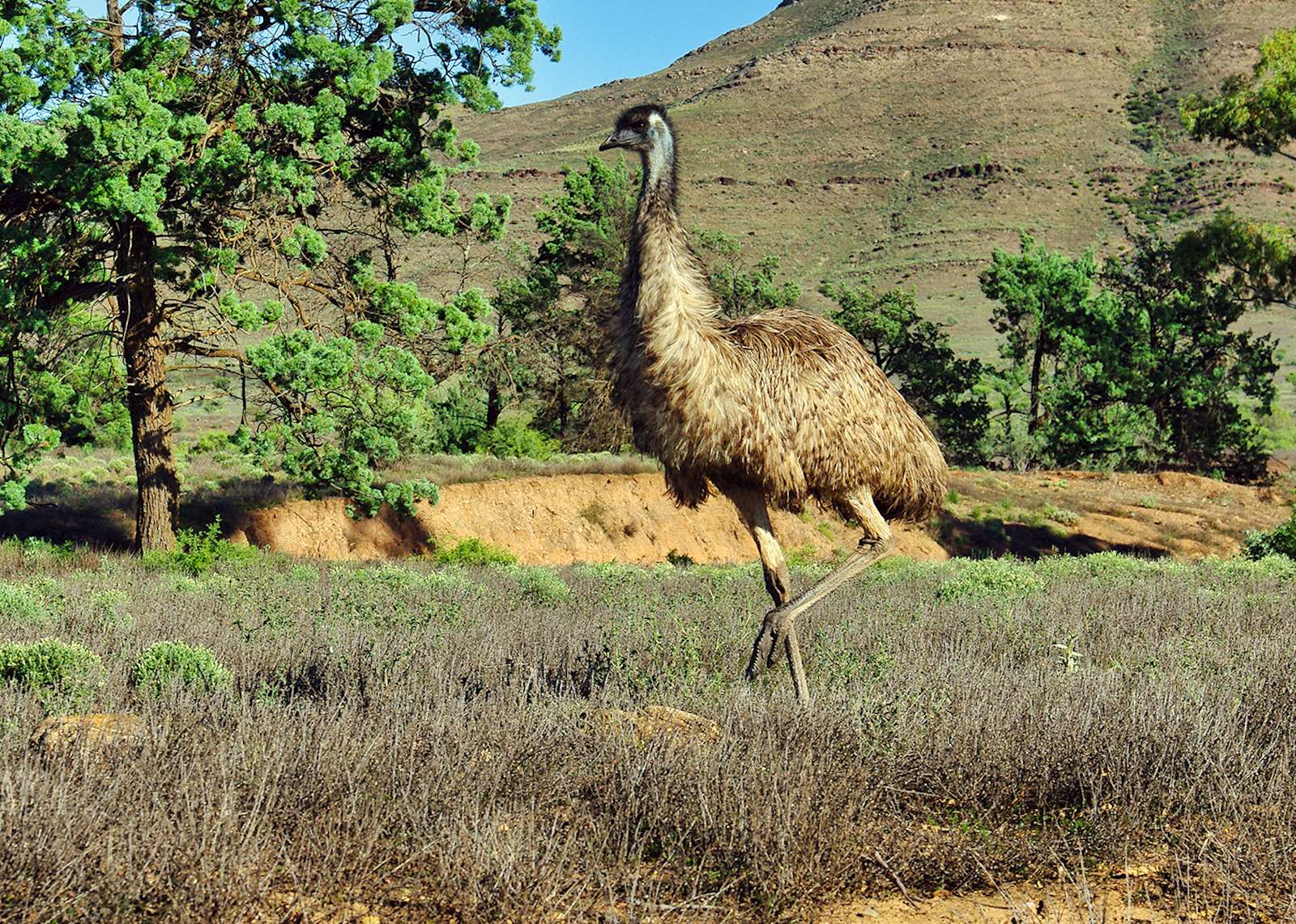 Top 10 Australian animals | Audley Travel US