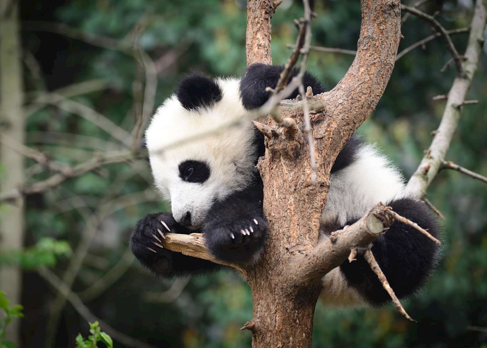 How to see pandas in China | Audley Travel UK