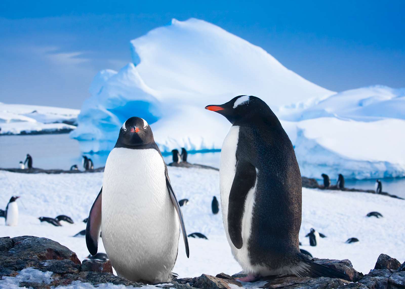 Antarctica’s wildlife: penguins, whales & more | Audley Travel CA
