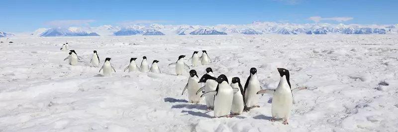 penguins which pole