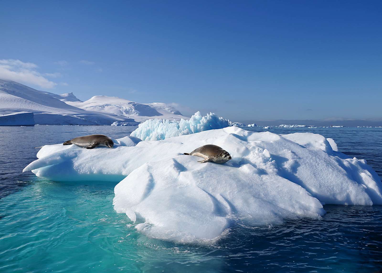Antarctica’s wildlife: penguins, whales & more | Audley Travel US