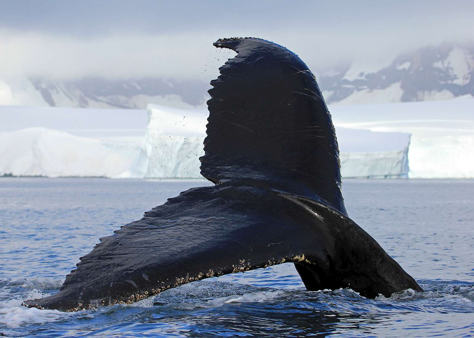 Antarctica’s wildlife: penguins, whales & more | Audley Travel CA