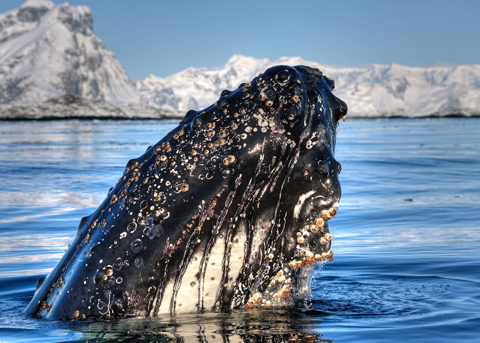 Antarctica’s wildlife: penguins, whales & more | Audley Travel US