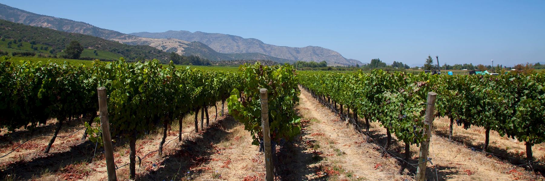 Visit Colchagua Valley on a trip to Chile | Audley Travel