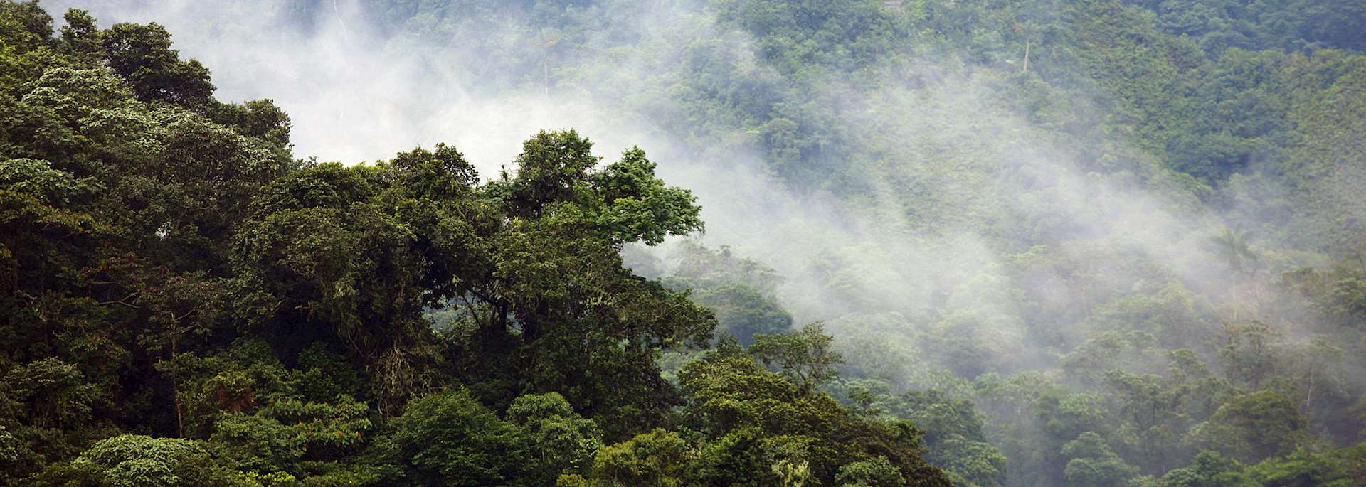 cloud forest ecuador