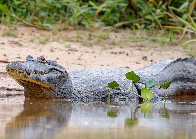 Where to go in the Amazon | Travel guide | Audley Travel US