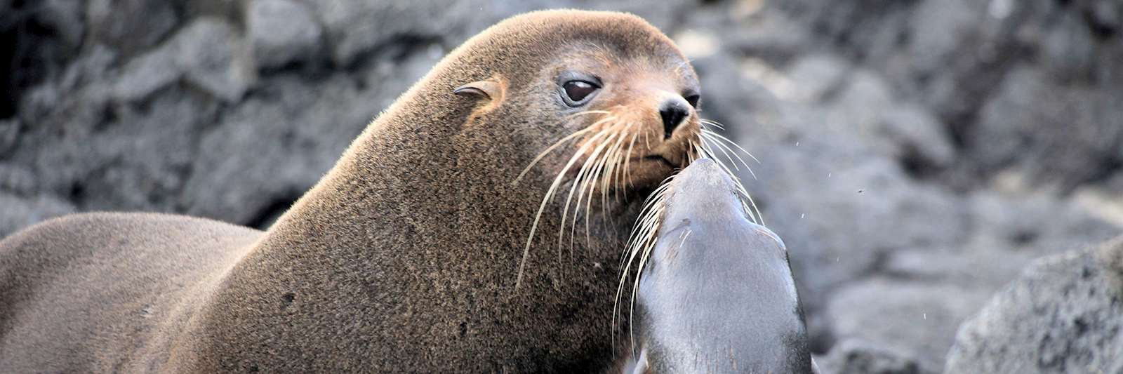 Galapagos Islands wildlife | Travel guide | Audley Travel US