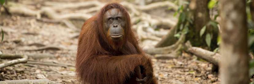 Where to see orangutan in Borneo | Audley Travel UK