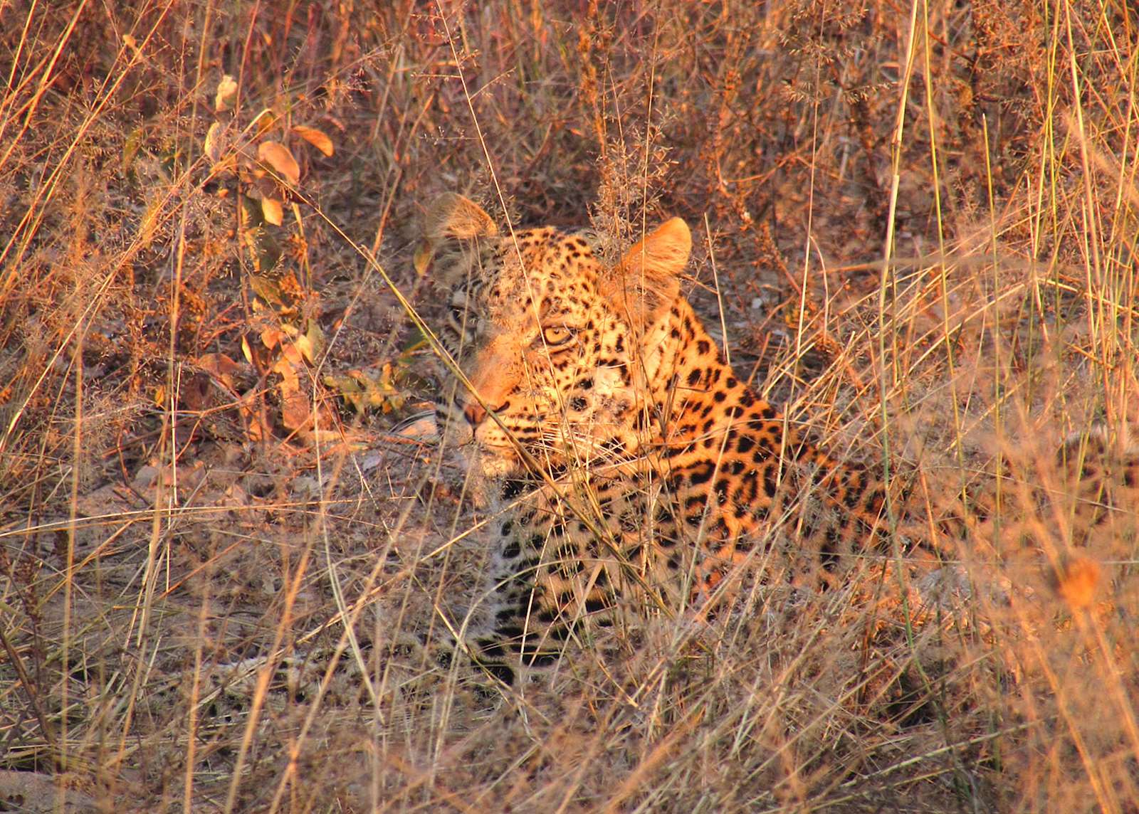 Matopos in Zimbabwe: home of the three Rs | Audley Travel CA